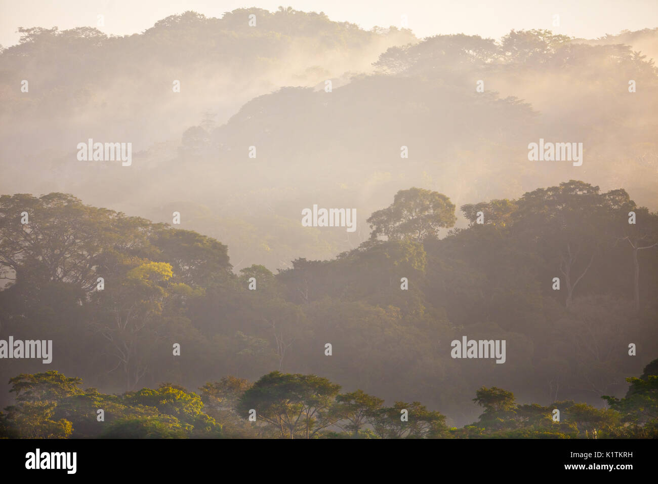 Damp rainforest environment hi-res stock photography and images - Alamy