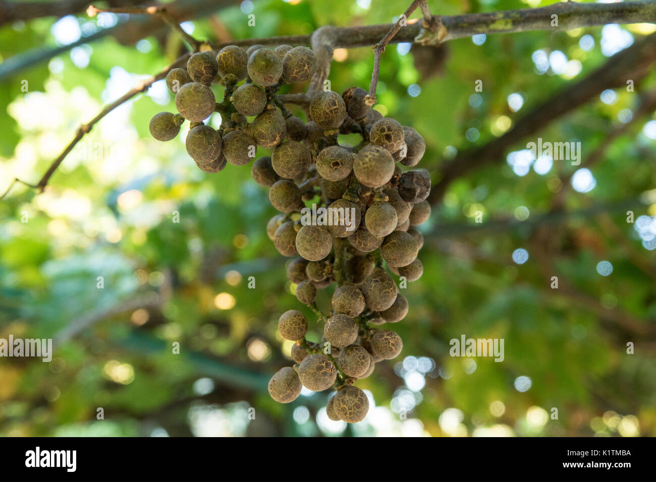 Bunch of grapes with symptoms of the disease, harvested went wrong ...