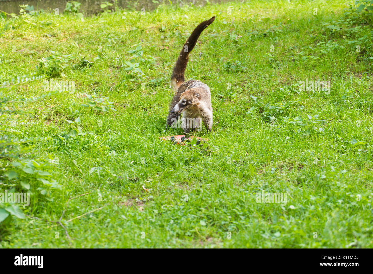 South American coati, Nasua nasua, in the nature habitat. Animal from ...