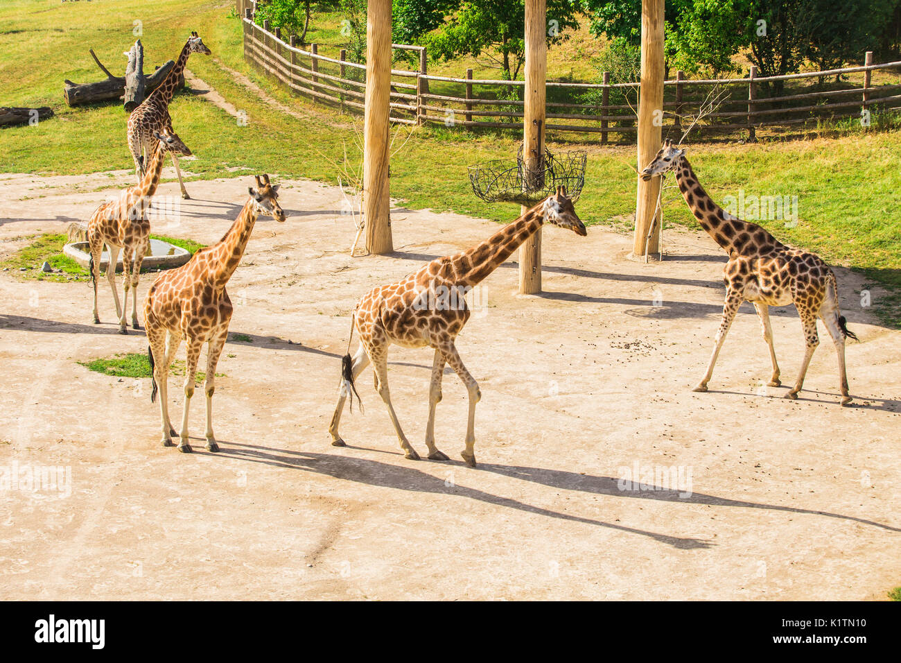 Group of giraffes walks in summer nature Stock Photo - Alamy