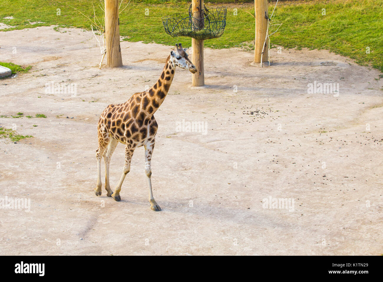 giraffe portrait in nature. Group of giraffes walks in summer nature ...