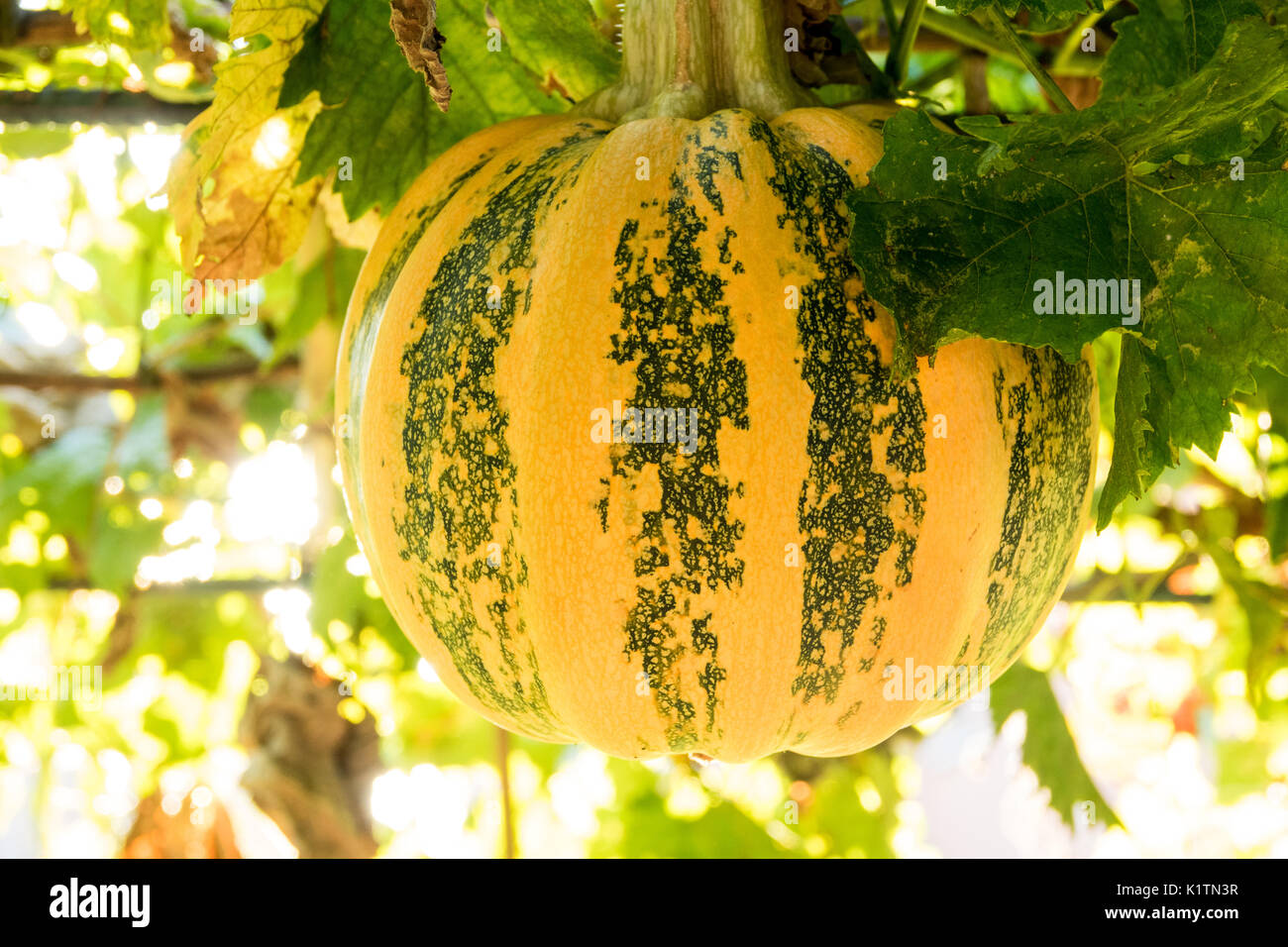 beautiful pumpkin yellow color matures, cultivated in the garden Stock ...