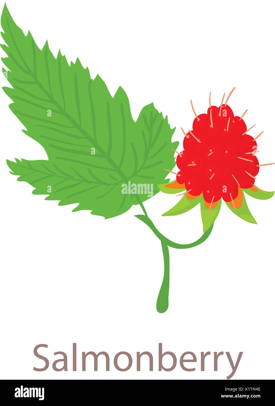 The salmonberry Stock Vector Images - Alamy