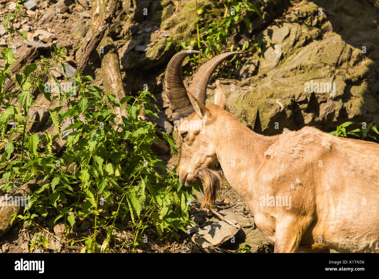 Wild goat in nature. Goat at the zoo Stock Photo - Alamy