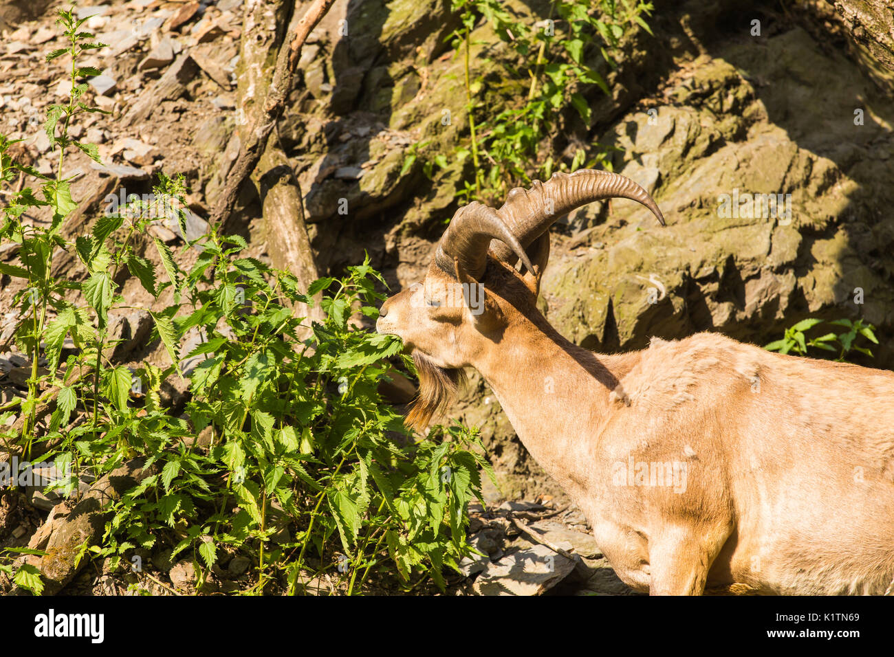 Wild goat in nature. Goat at the zoo Stock Photo - Alamy