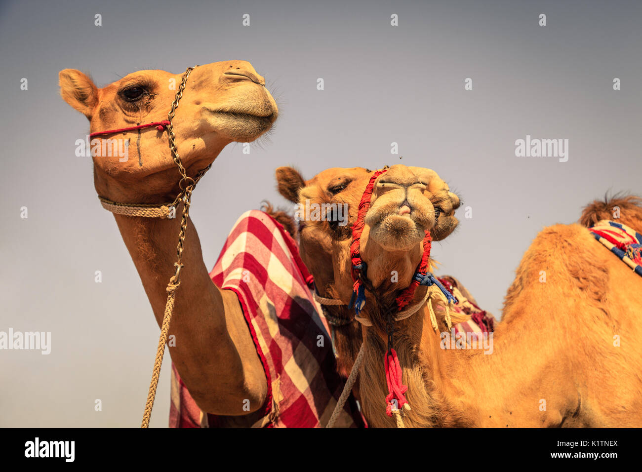 Racing camels at Dubai Camel Racing Club, UAE Stock Photo - Alamy