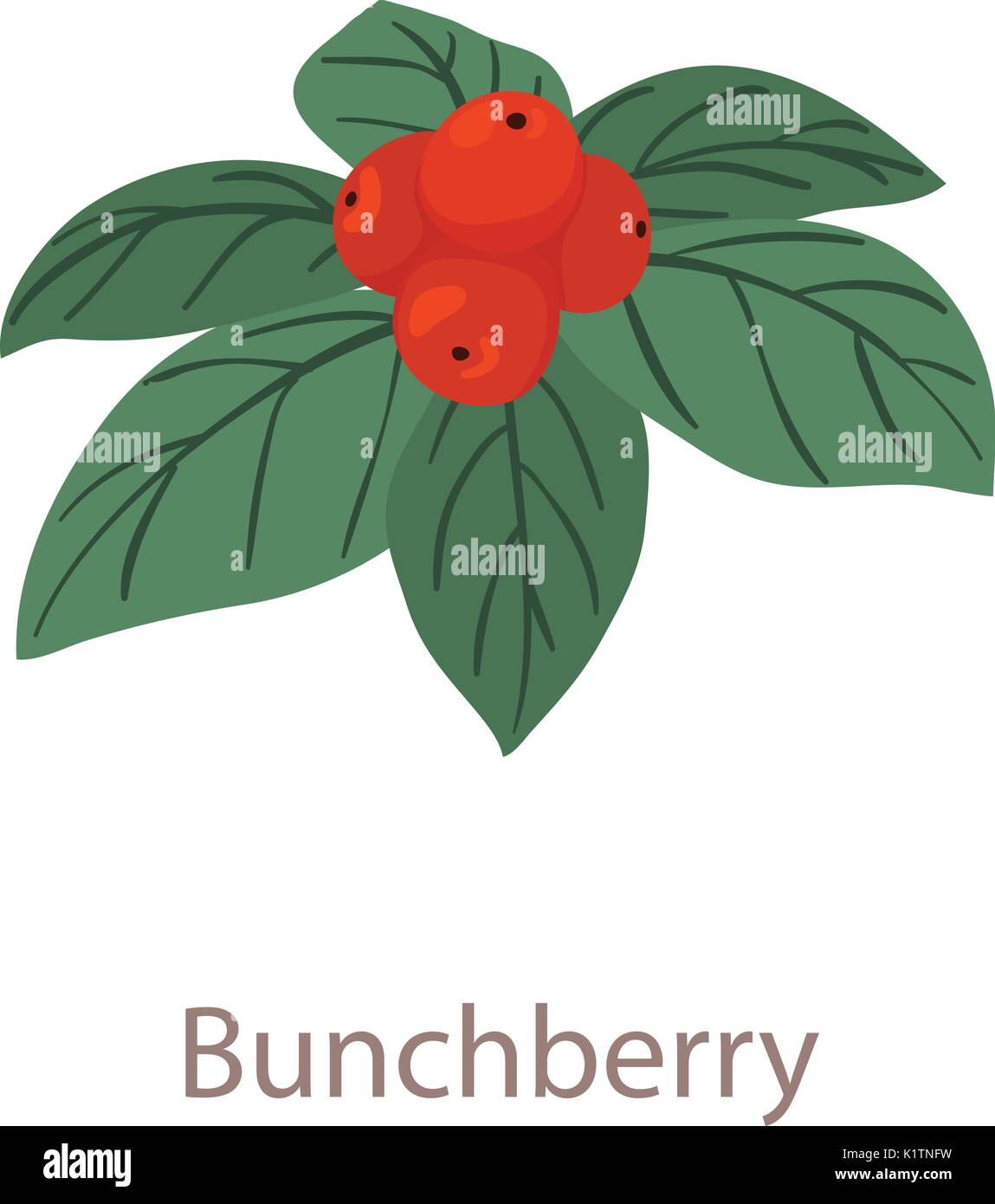 Bunchberry icon, isometric 3d style Stock Vector Image & Art - Alamy