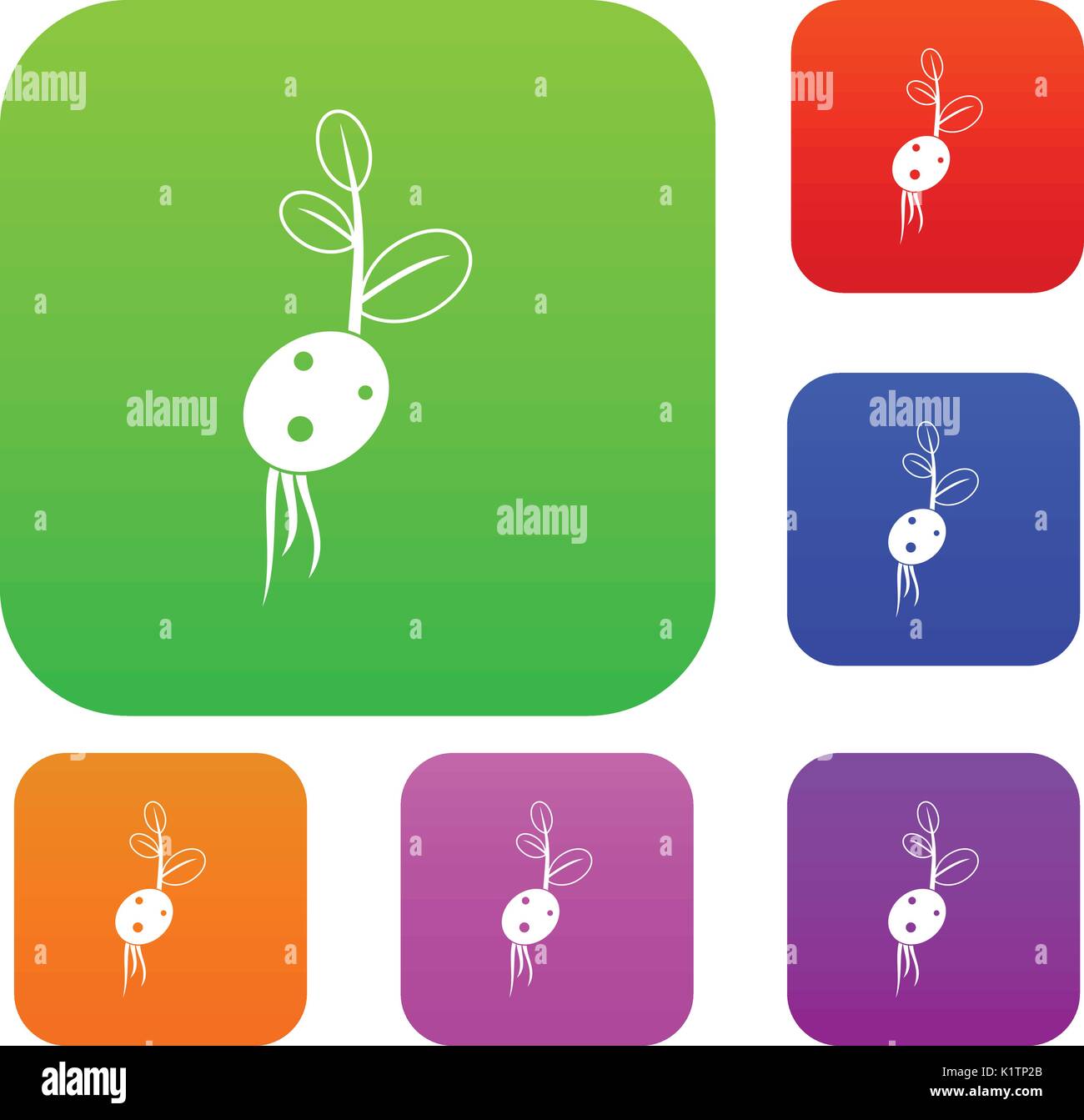 Potato sprout from the root set collection Stock Vector Image & Art - Alamy