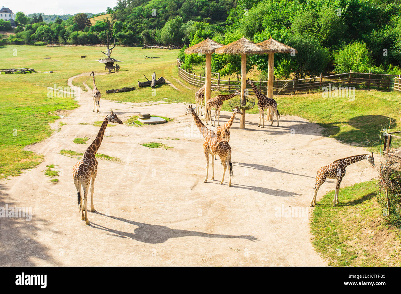 Giraffes herd at the zoo. Group of giraffes walks in summer nature ...