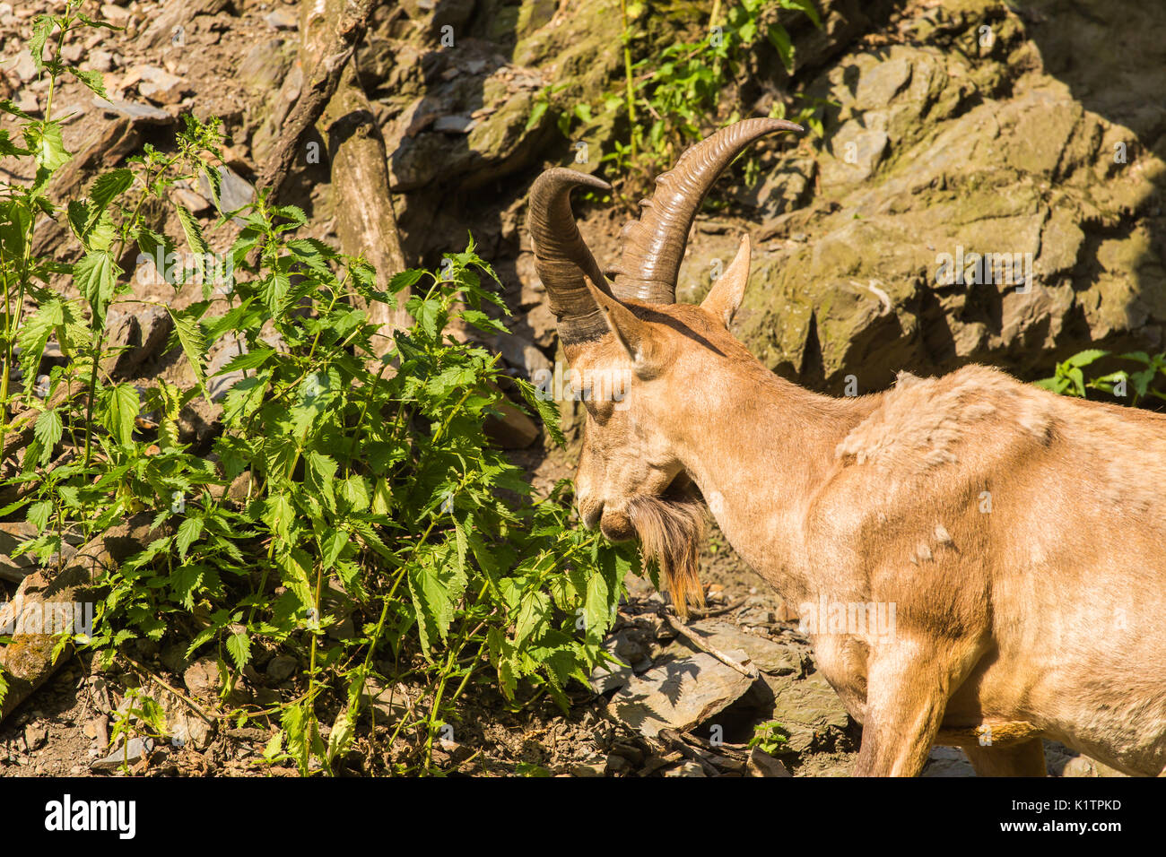 Wild goat in nature. Goat at the zoo Stock Photo - Alamy