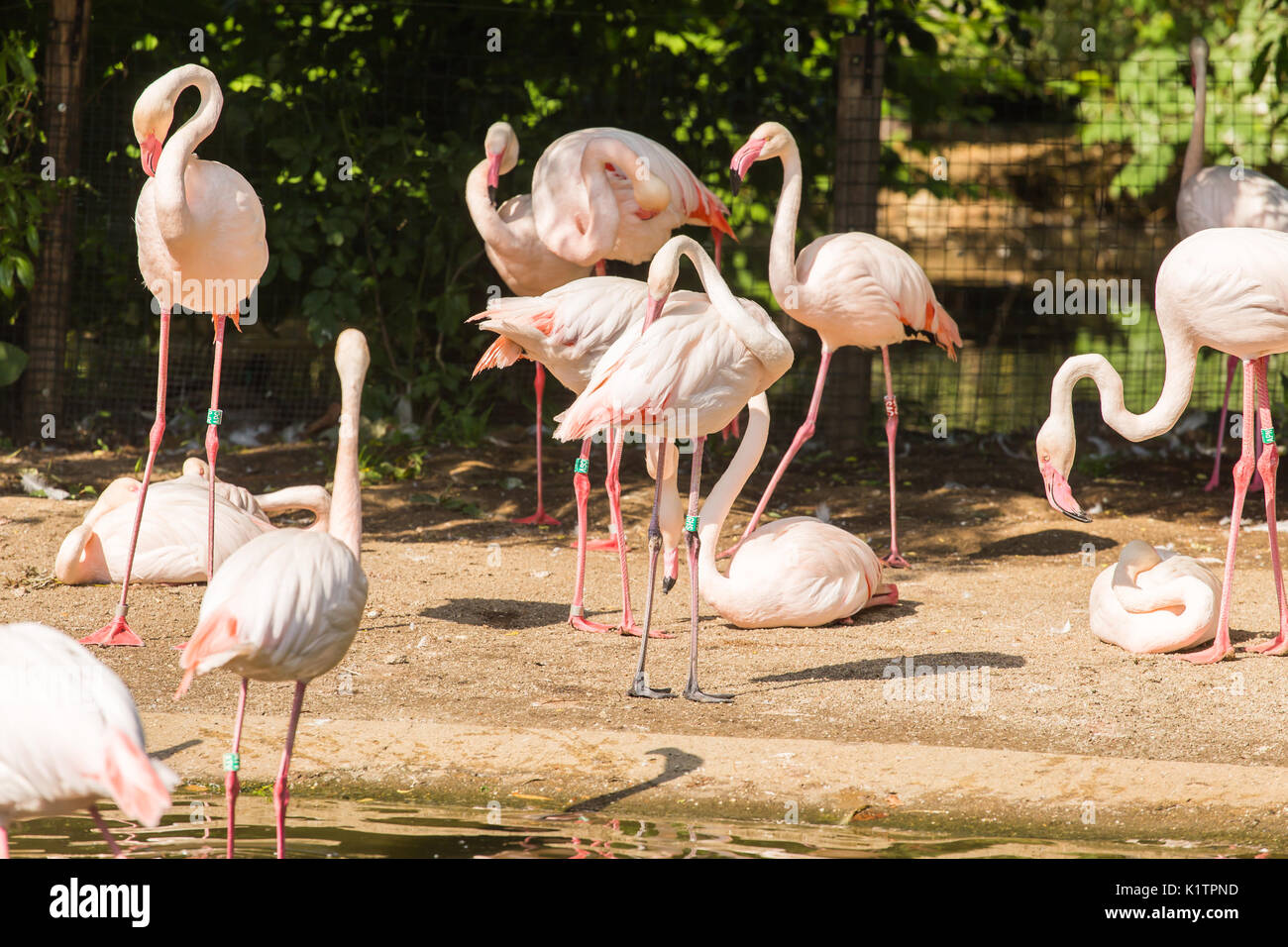 Flock of Greater Flamingo, Nice pink big bird, animal in the nature ...