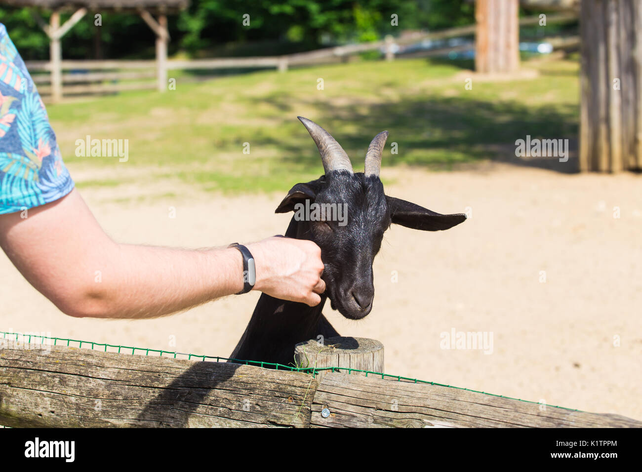 Human hand stroking a black goat. Farm animals Stock Photo - Alamy