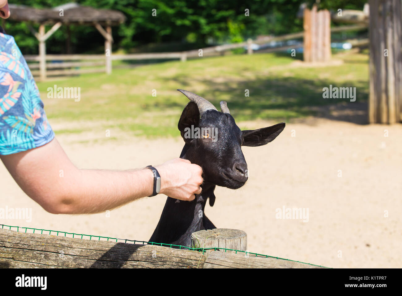 Lamb discovery hi-res stock photography and images - Alamy