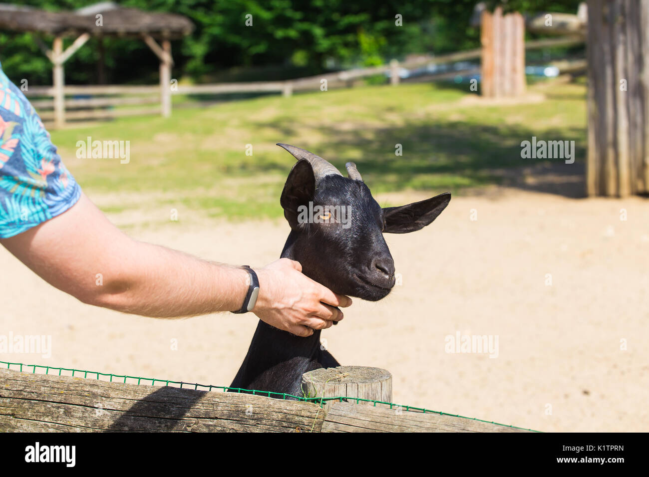 Human hand stroking a black goat. Farm animals Stock Photo - Alamy