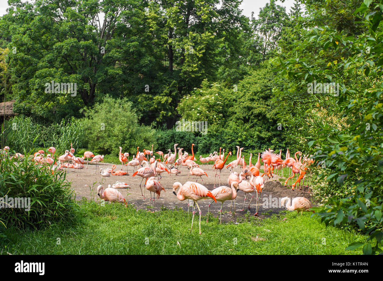 Flock of Greater Flamingo, Nice pink big bird, animal in the nature ...