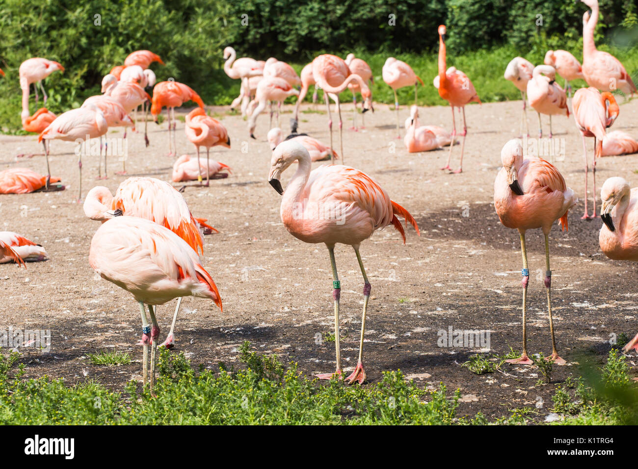 Flock of Greater Flamingo, Nice pink big bird, animal in the nature ...