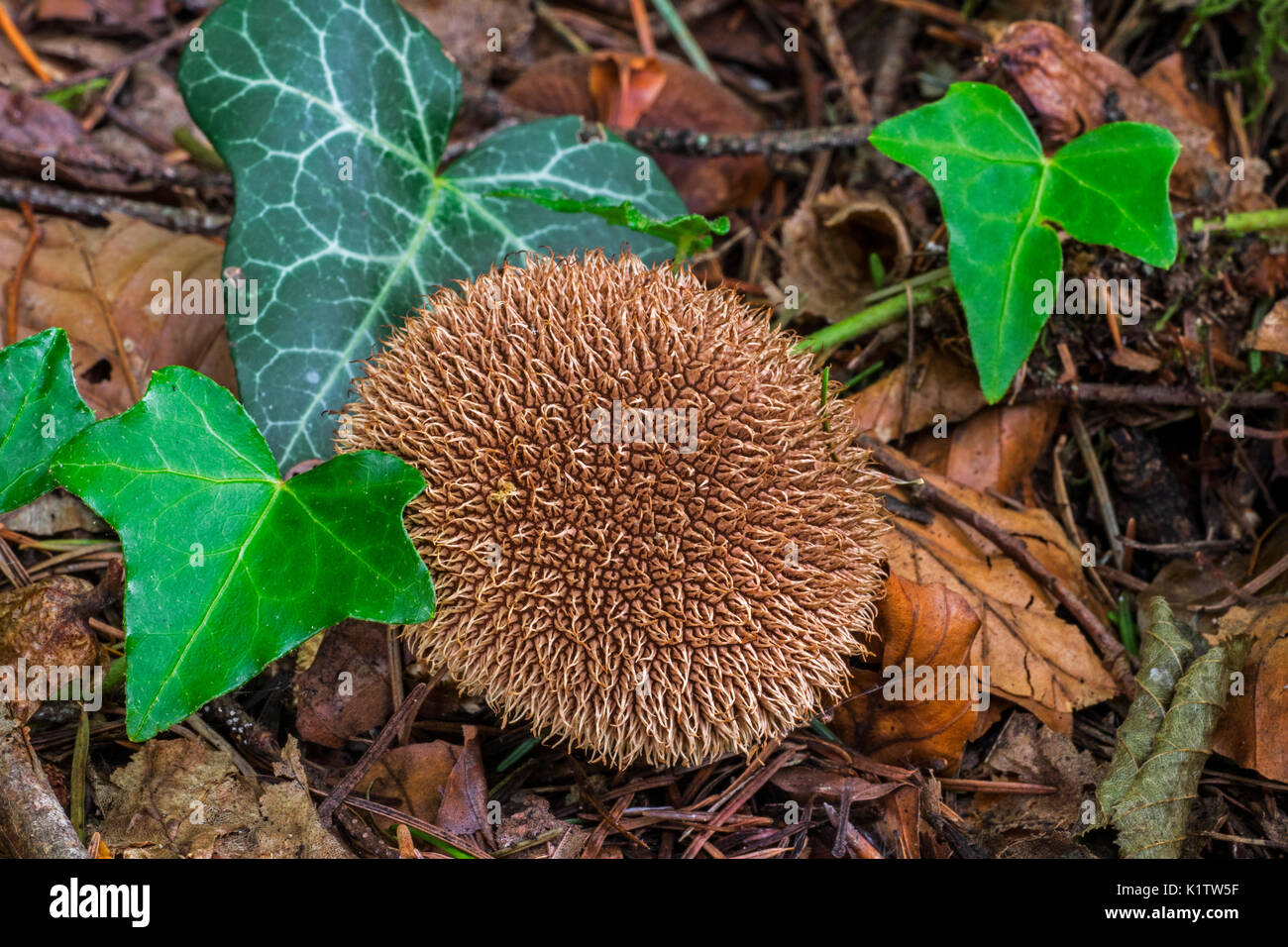 Mature fruiting body of spiny puffball / spring puffball (Lycoperdon ...