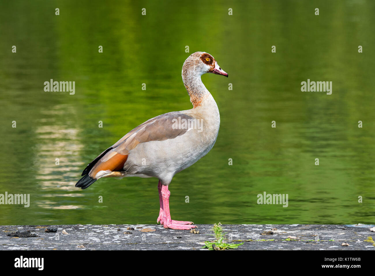 Egyptian goose (Alopochen aegyptiaca) standing on lake bank, native to ...