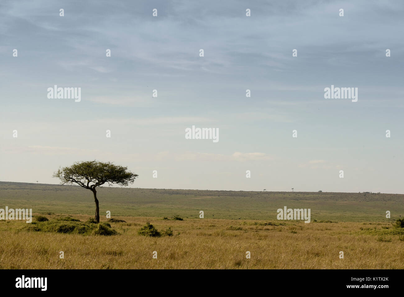 Masai Mara landscape Stock Photo - Alamy