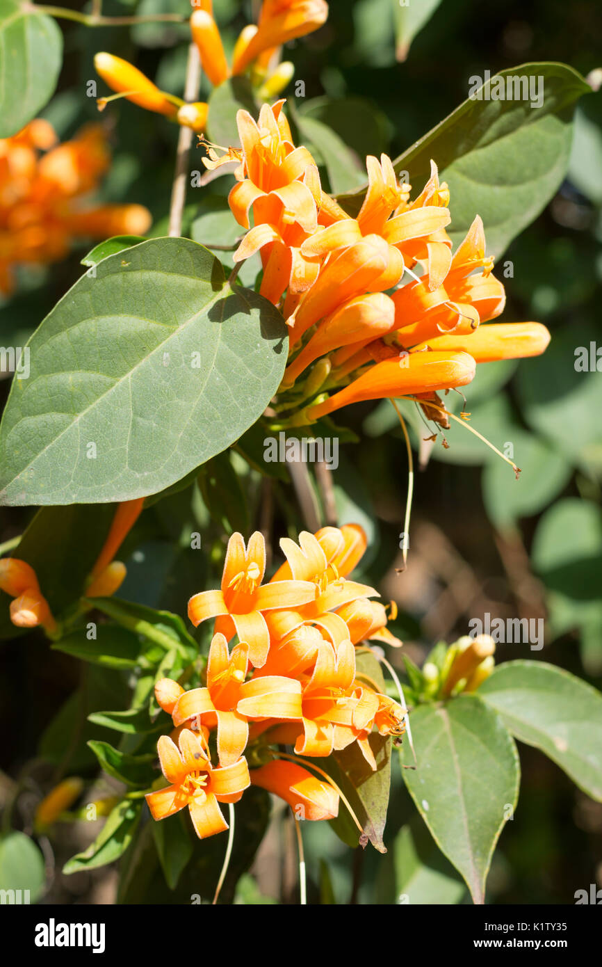 Pyrostegia venusta flowers hi-res stock photography and images - Alamy