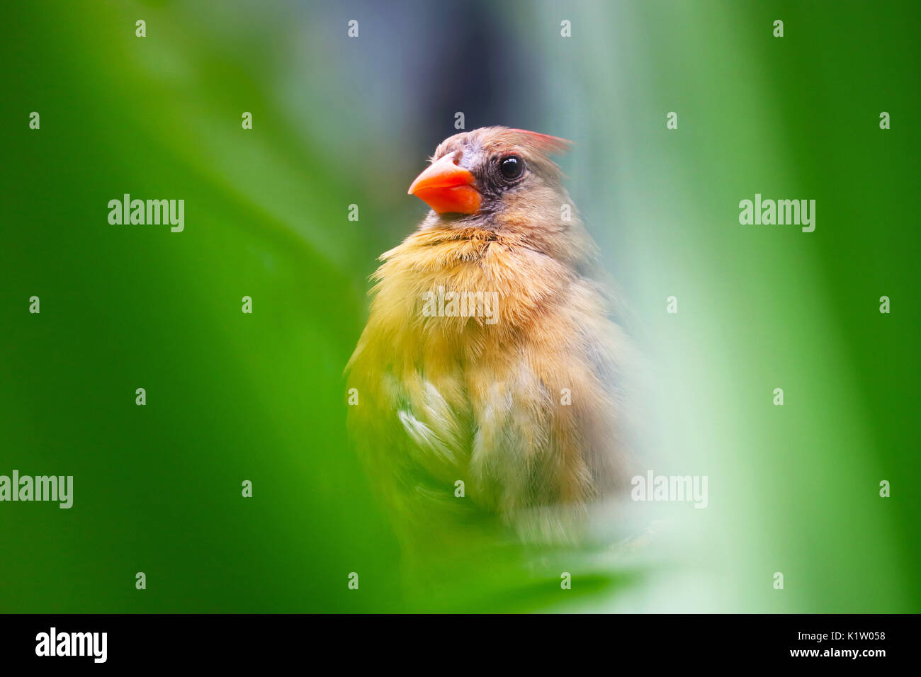 female northern cardinal bird hidden between blurry green jungle forest ...