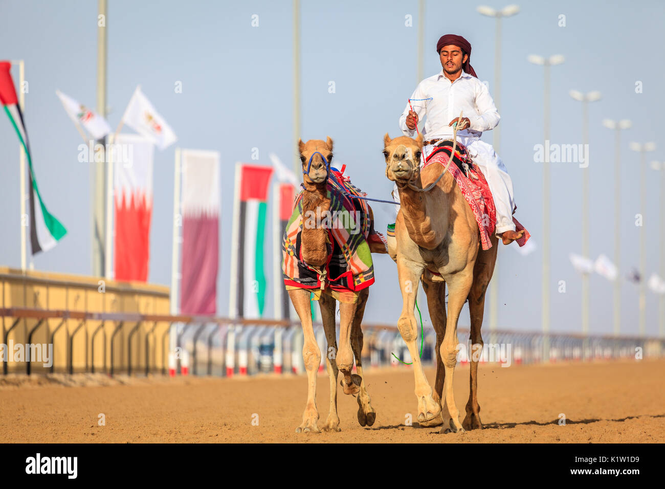 Dubai, United Arab Emirates - March 25, 2016: Practicing for camel ...