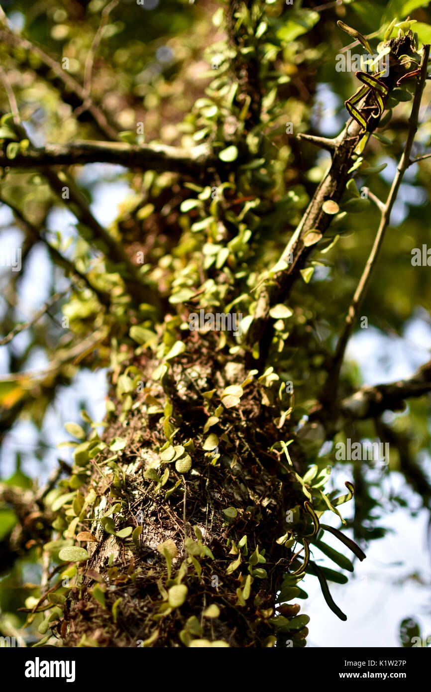 Part of a tree branch Stock Photo - Alamy