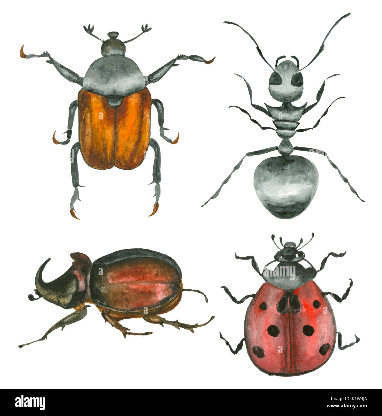 Watercolor hand drawn insects Stock Photo - Alamy