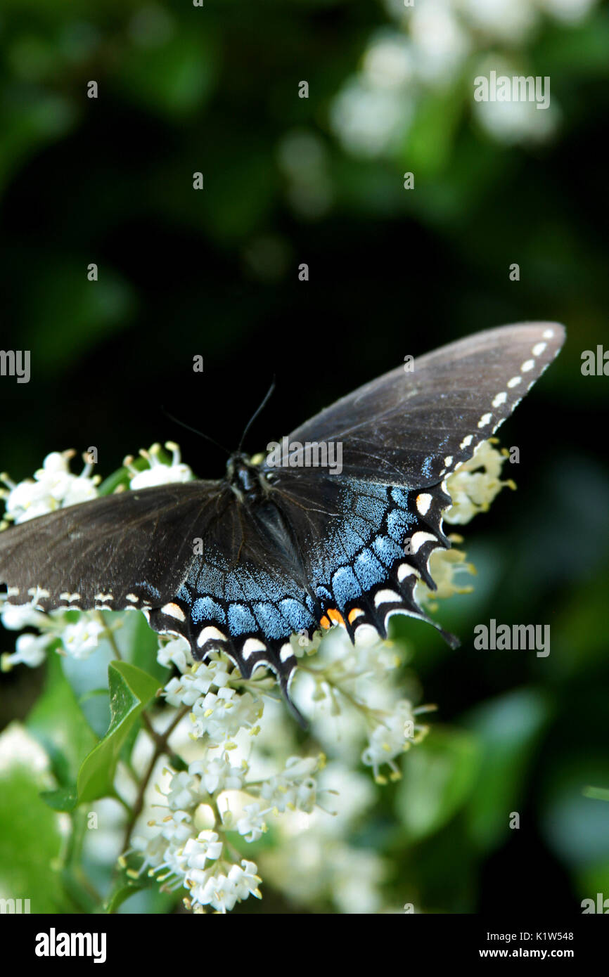 Gorgeous swallowtail hi-res stock photography and images - Alamy