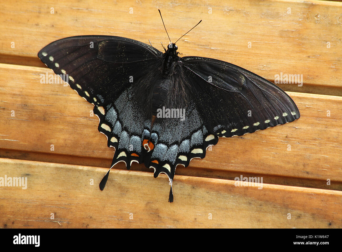 Blue swallowtail hi-res stock photography and images - Alamy