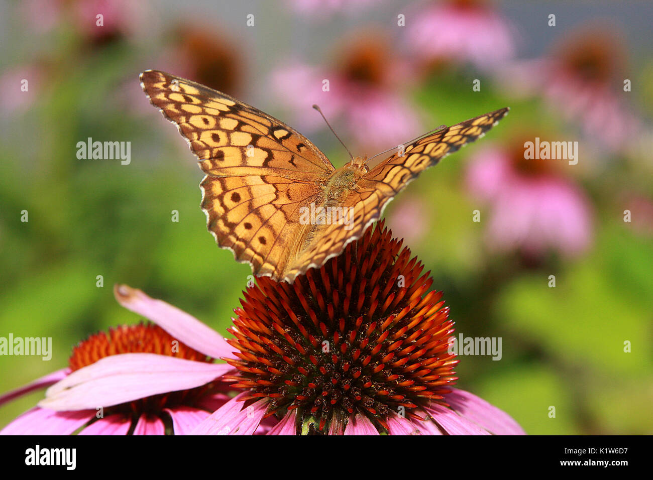 Great spangled fritillary hi-res stock photography and images - Alamy
