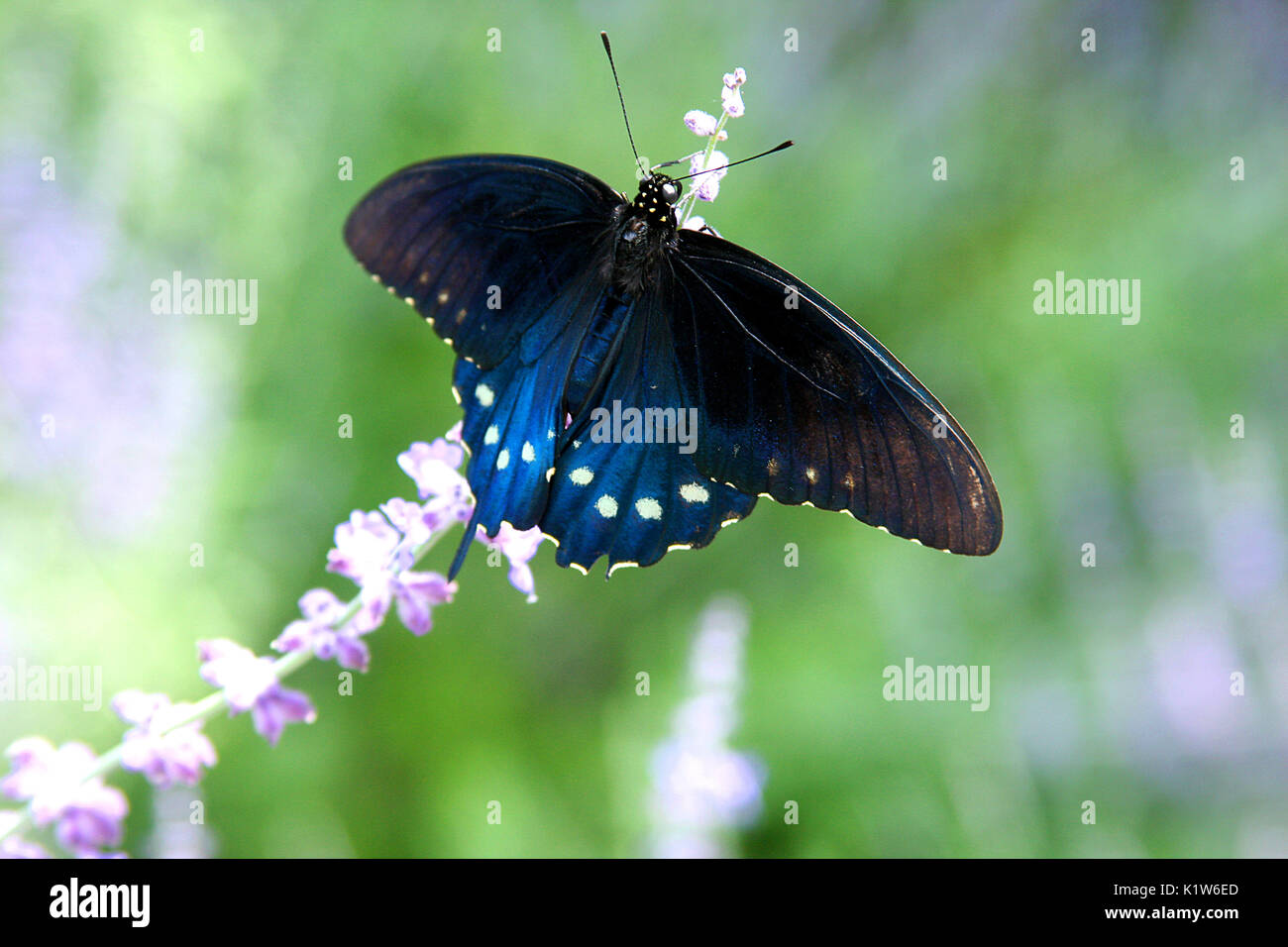 Red-spotted Purple butterfly Stock Photo - Alamy