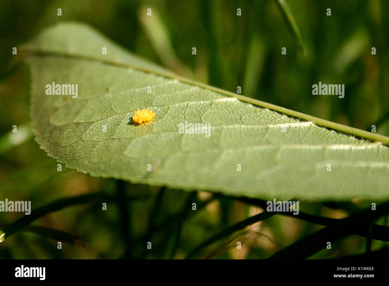 Butterfly eggs attached on back of leaf Stock Photo - Alamy