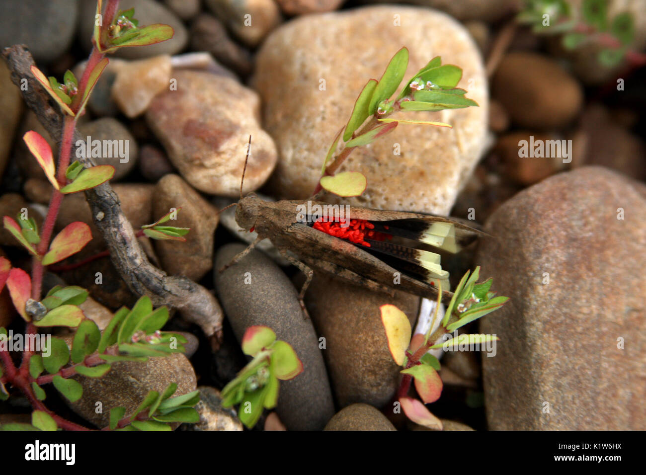 Red Locust Stock Photos & Red Locust Stock Images - Alamy