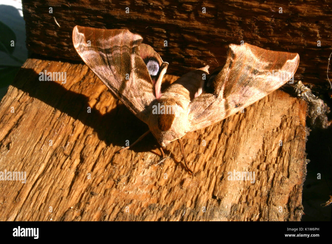 Giant Silk Moth (Antheraea Polyphemus Stock Photo - Alamy