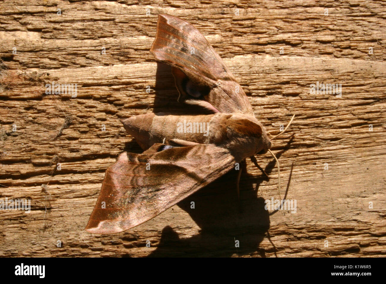 Giant Silk Moth (Antheraea Polyphemus Stock Photo - Alamy