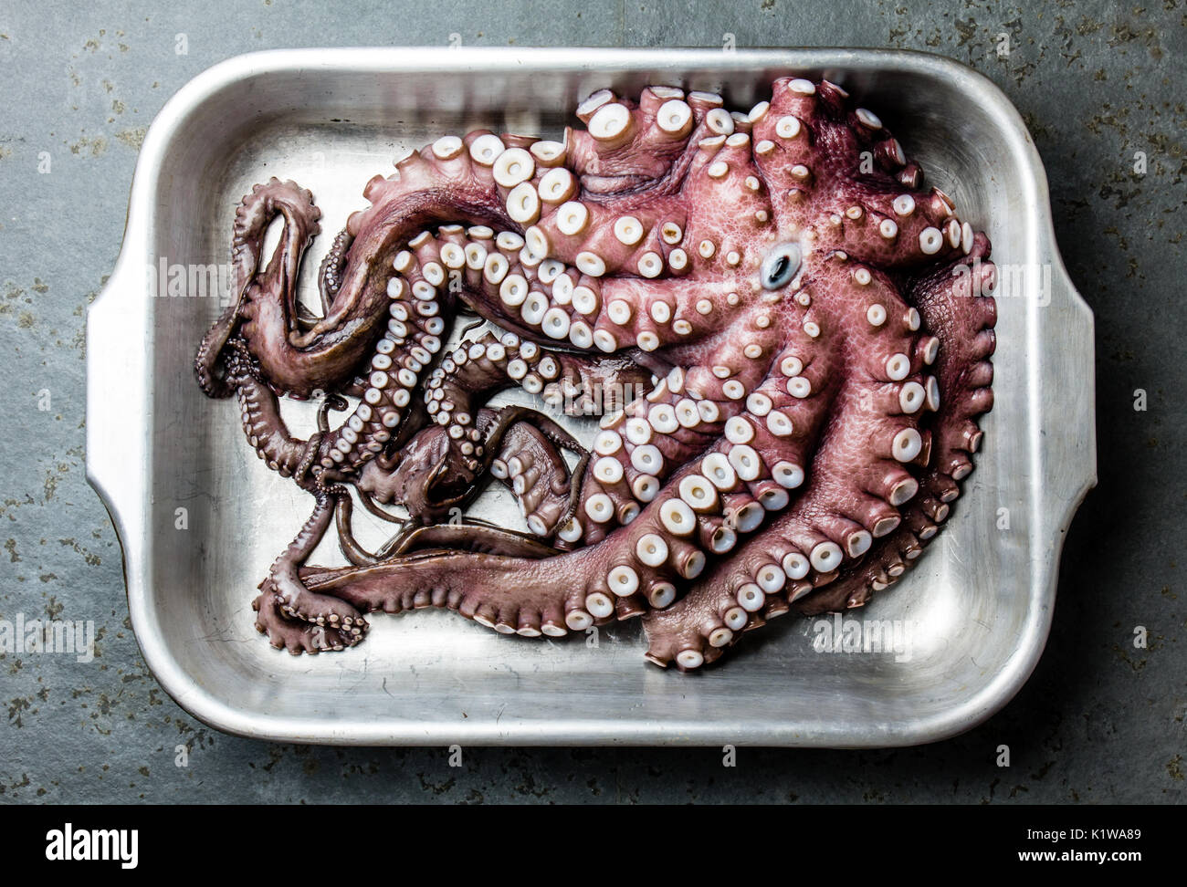 Seafood octopus. Whole fresh raw octopus on gray slate background, top ...
