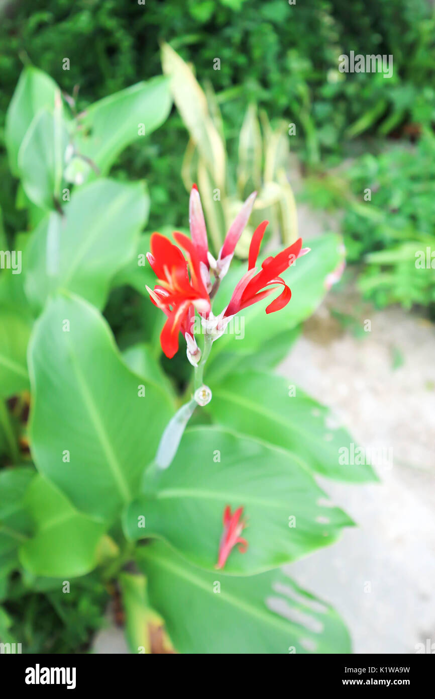Indian hybrid canna hi-res stock photography and images - Alamy