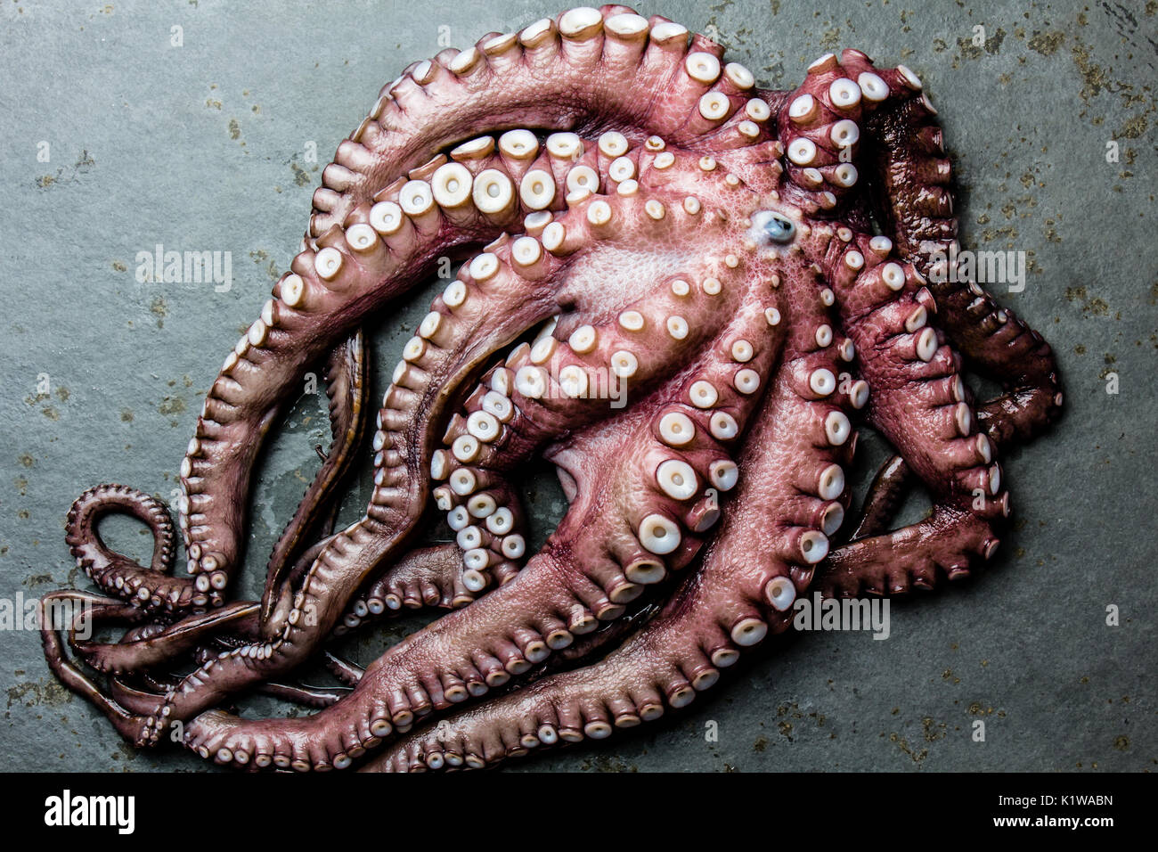 Seafood octopus. Whole fresh raw octopus on gray slate background, top ...