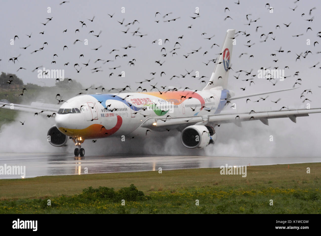 Airlines That Fly Birds