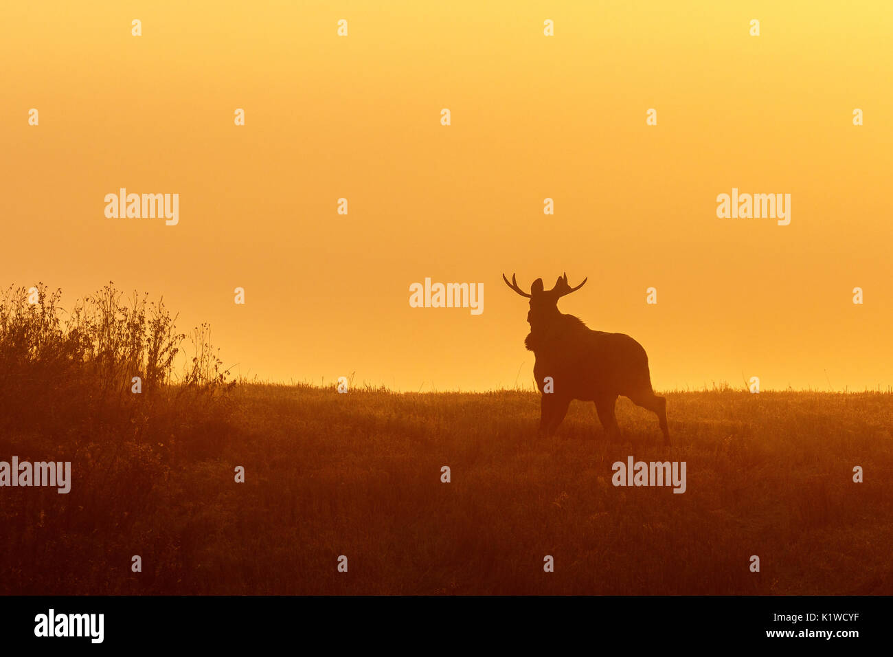 Moose in sunrise hi-res stock photography and images - Alamy