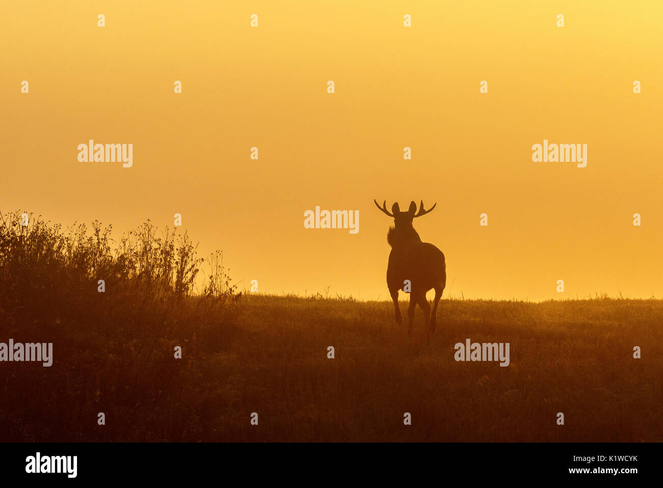 Bull moose that runs in silhouette against the sunrise Stock Photo - Alamy