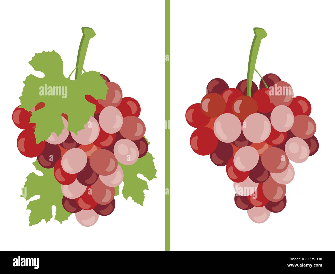 Grape. Bunches of grapes. Set of different grape varieties Stock Vector ...