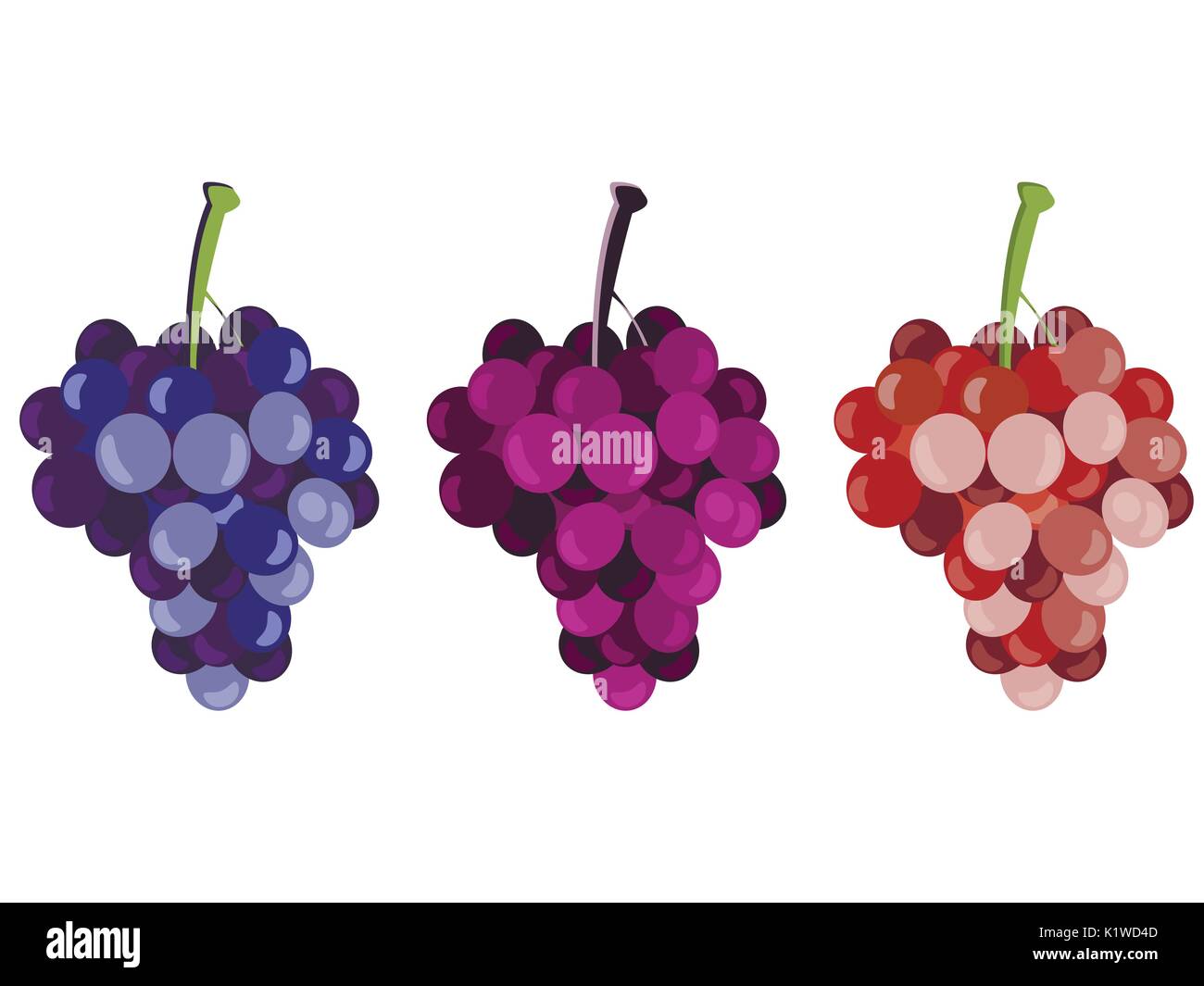 Grape. Bunches of grapes. Set of different grape varieties Stock Vector ...