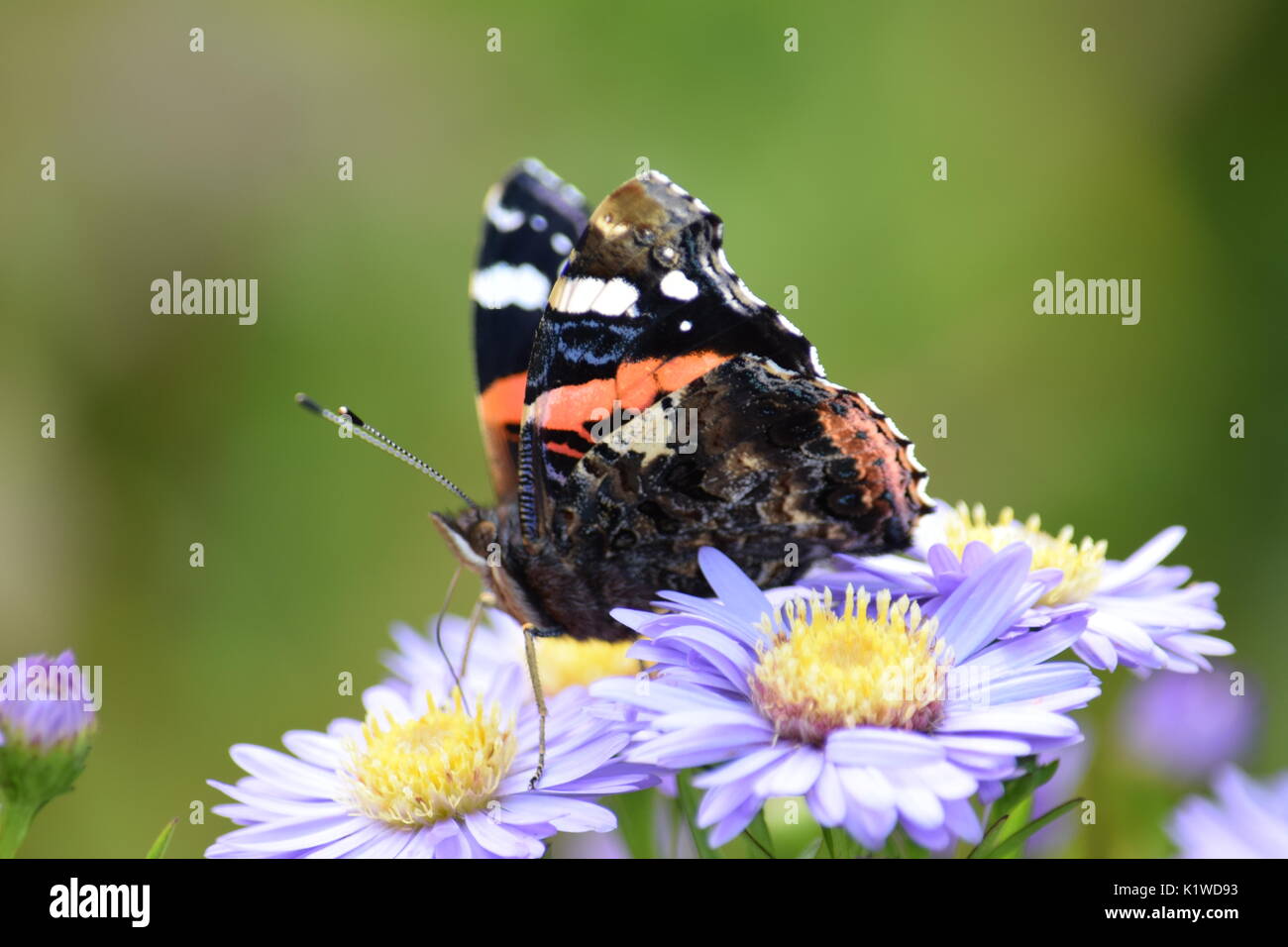 Red Admiral butterfly, Vanessa atalanta, on Michaelmas daisy Stock ...