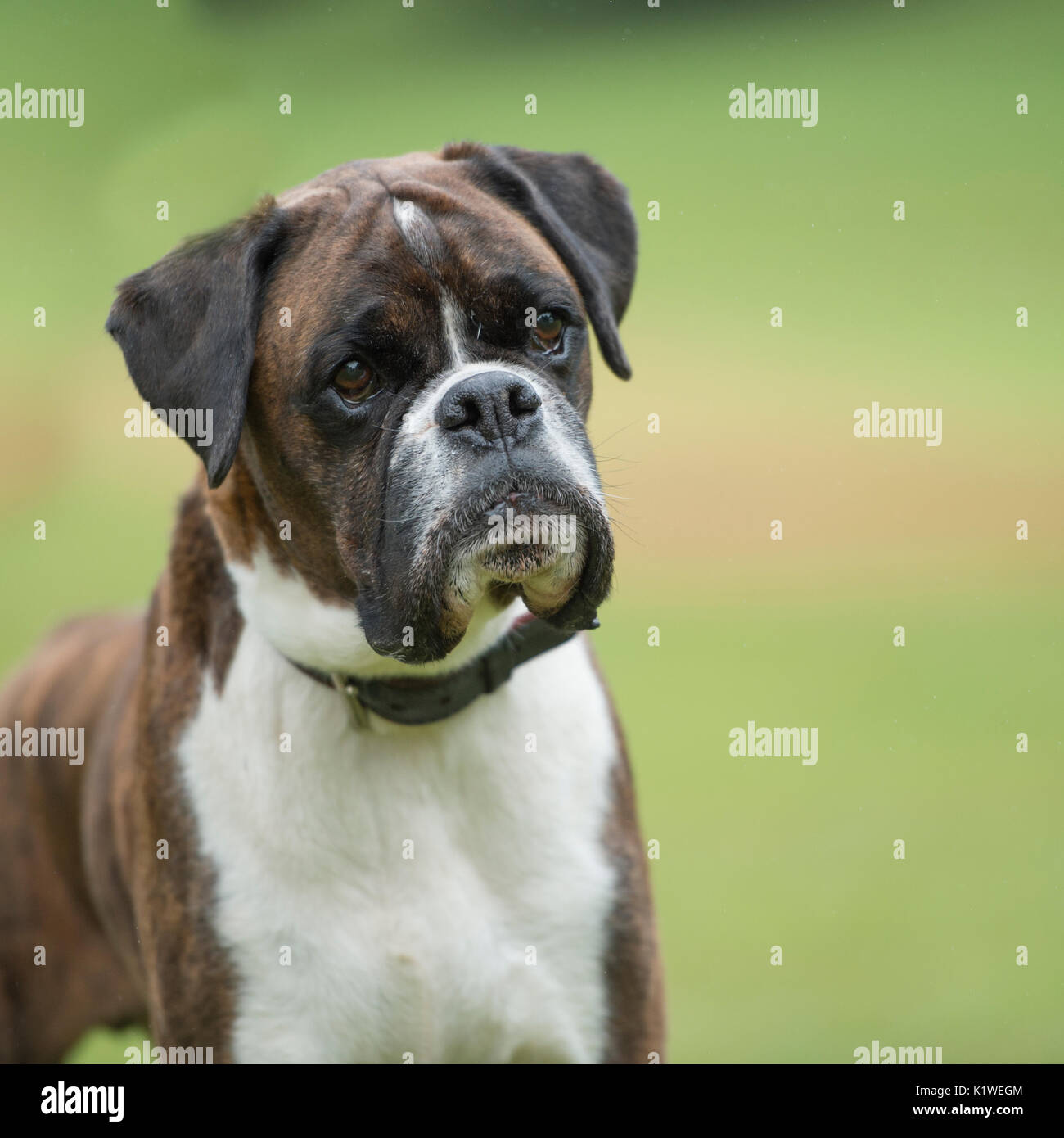 John Boxer High Resolution Stock Photography and Images - Alamy