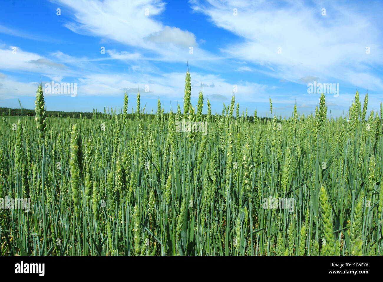 Field with young wheat crop Stock Photo - Alamy
