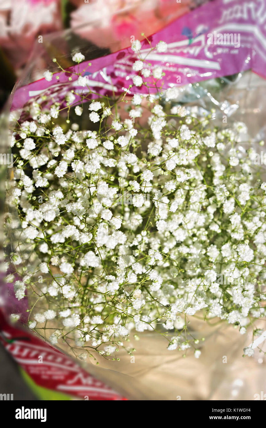 White flowers gypsophila paniculata Stock Photo - Alamy