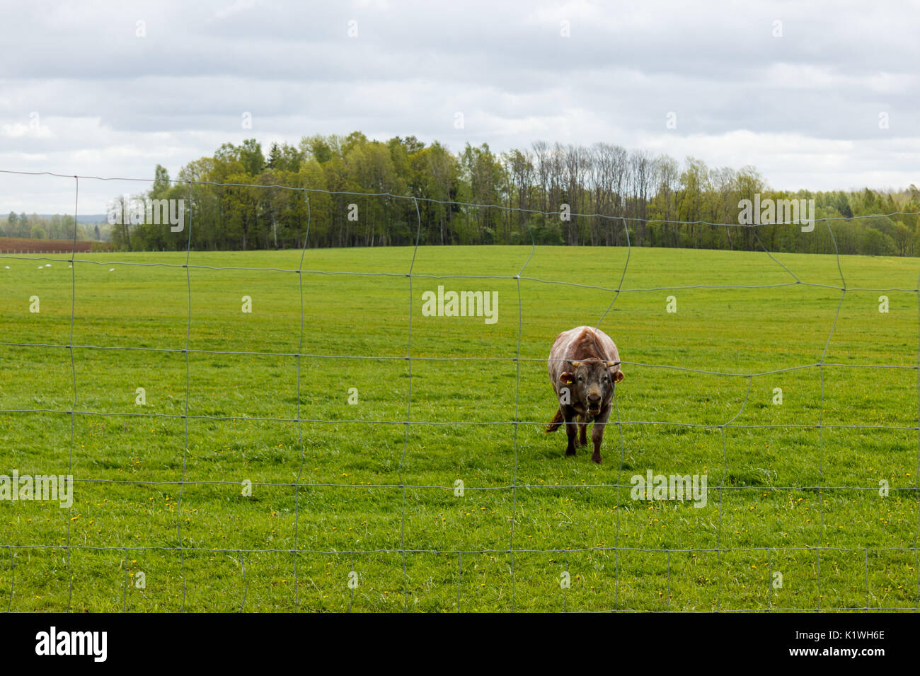 Angry cow hi-res stock photography and images - Alamy