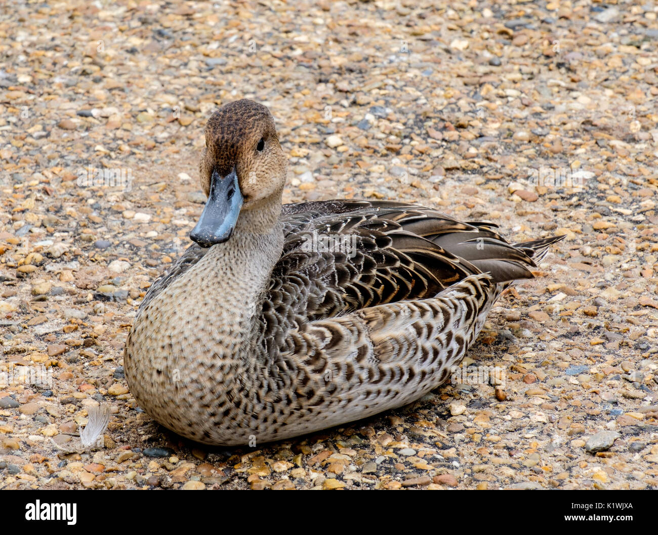 Female mallard at Pensthorpe Nature Park, near Fakenham, Norfolk, UK ...